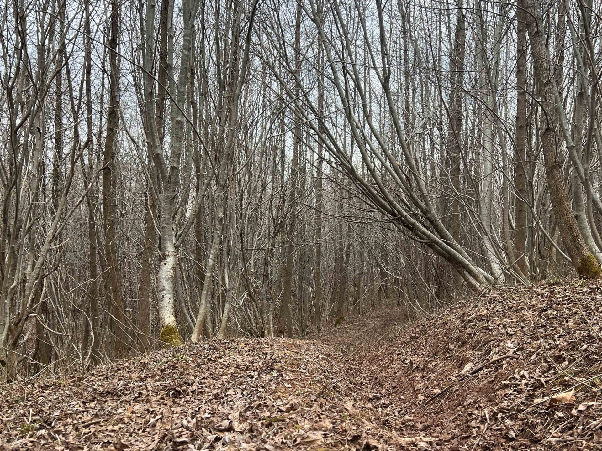 Côte à Adélard (Village) - Topoésie